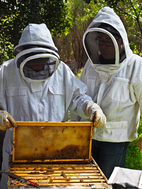 Local honey and Beekeeping in Sydney @ Not Quite Nigella